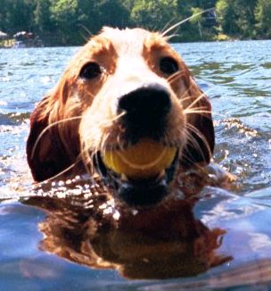 Post your dog's pics here! | PriusChat